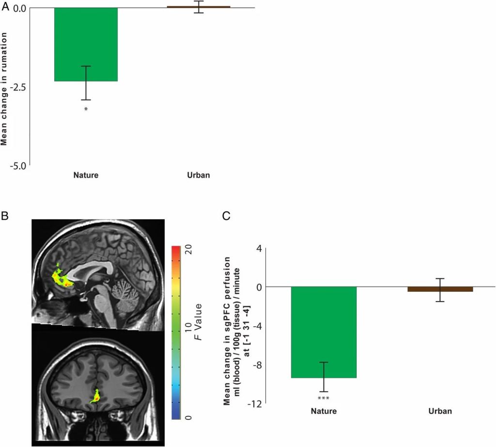 Nature Experience Reduces Rumination and Subgenual Prefrontal Cortex ...
